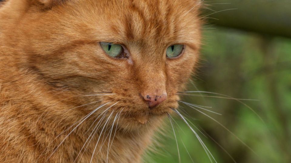Rudy kot w Tatrach. Tatrzański Park Narodowy: Może być problem