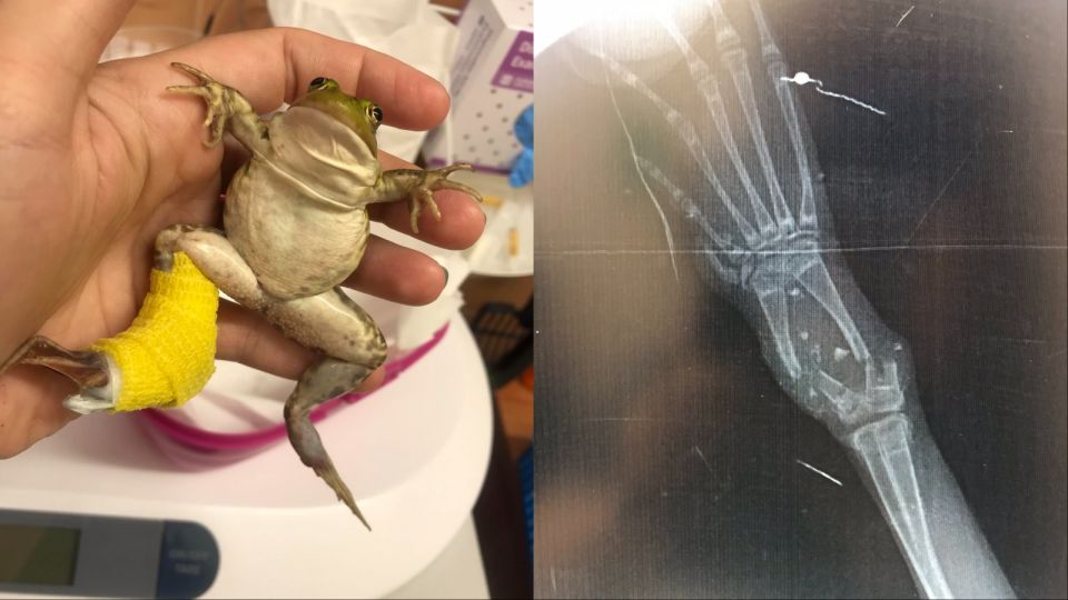 Polish frog with broken leg in plaster cast goes viral