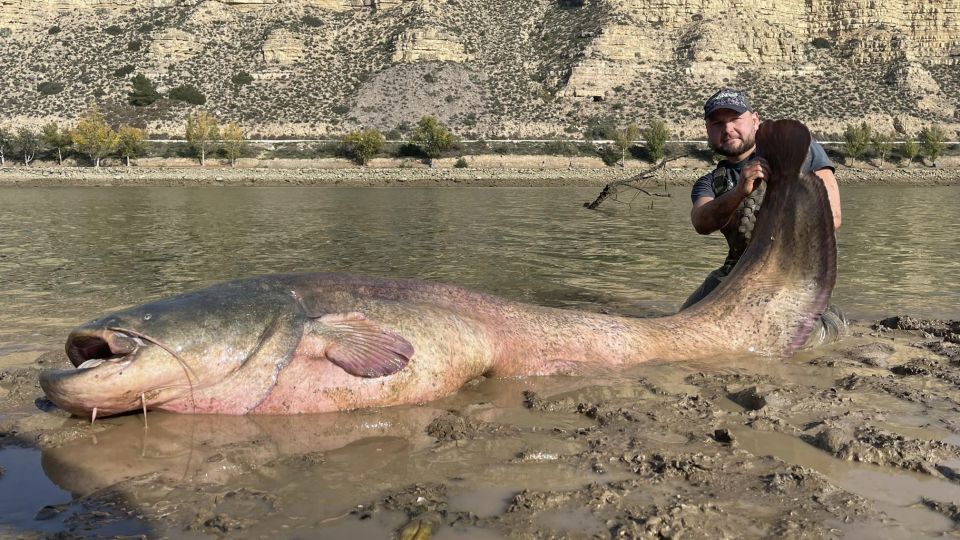Polish angler lands giant catfish in Spain