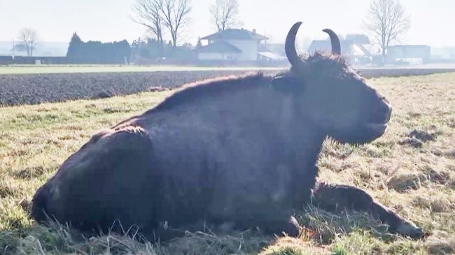 Najdroższy pies świata. Hybryda wilka i owczarka kaukaskiego sprzedana ...