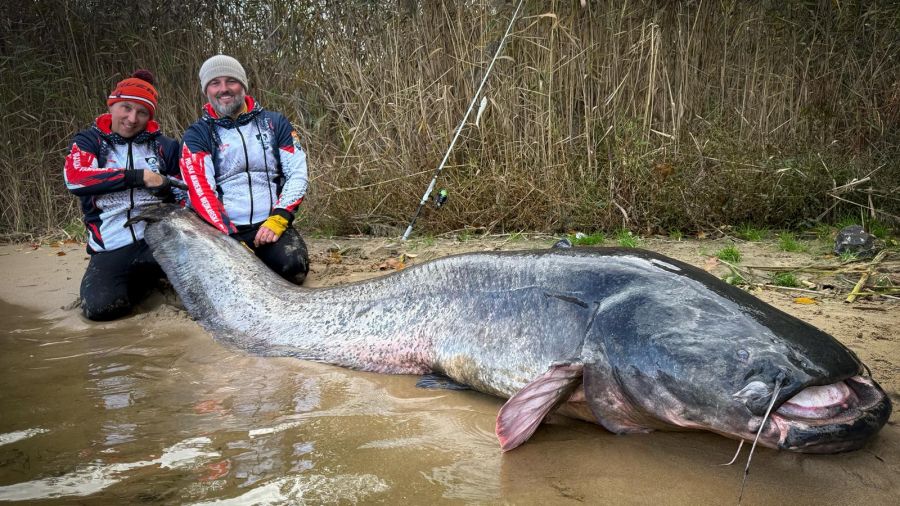 Gigantyczny sum! Złowili go w Rybniku